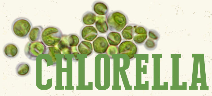Organic Chlorella powder: rich in vitamin B12 | Anastore